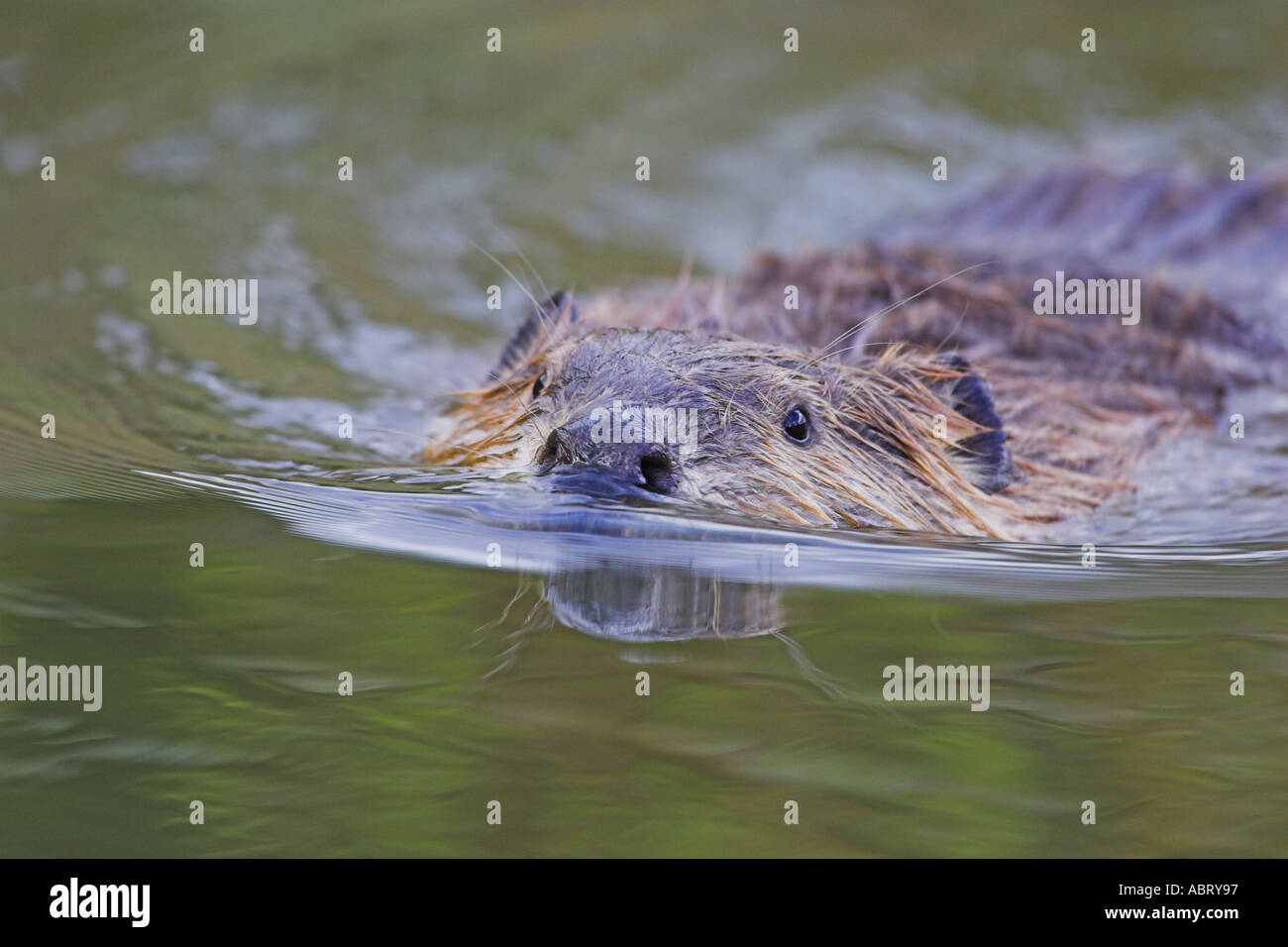 Beaver in pond in yellowstone hi-res stock photography and images - Alamy