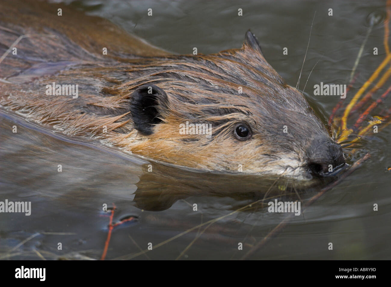 Beaver in pond in yellowstone hi-res stock photography and images - Alamy