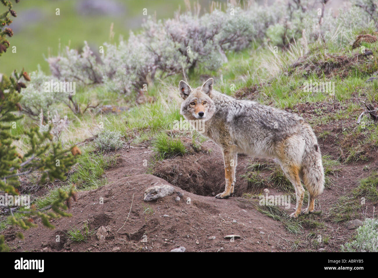 Coyote den hi-res stock photography and images - Alamy