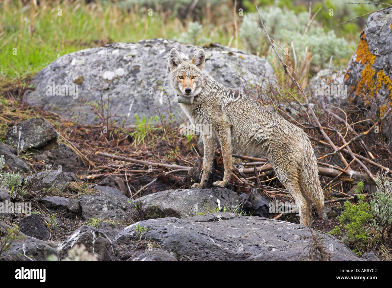 Coyote Den High Resolution Stock Photography and Images - Alamy