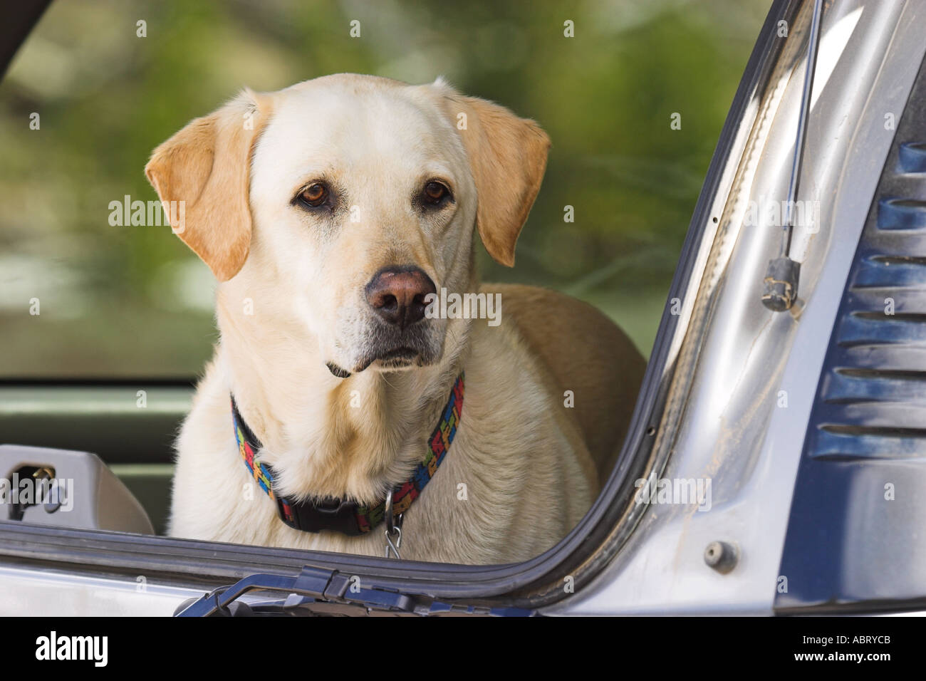 White Labrador retriever in back of SUV Stock Photo - Alamy