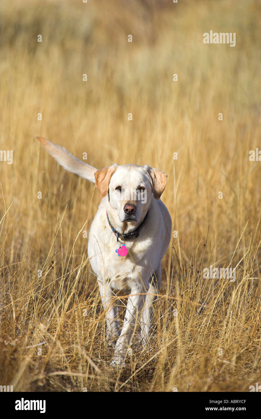 White Labrador retriever Stock Photo - Alamy