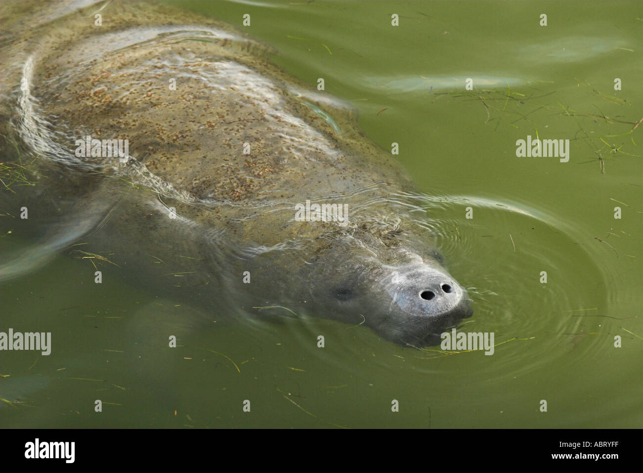 Central florida manatee hi-res stock photography and images - Alamy