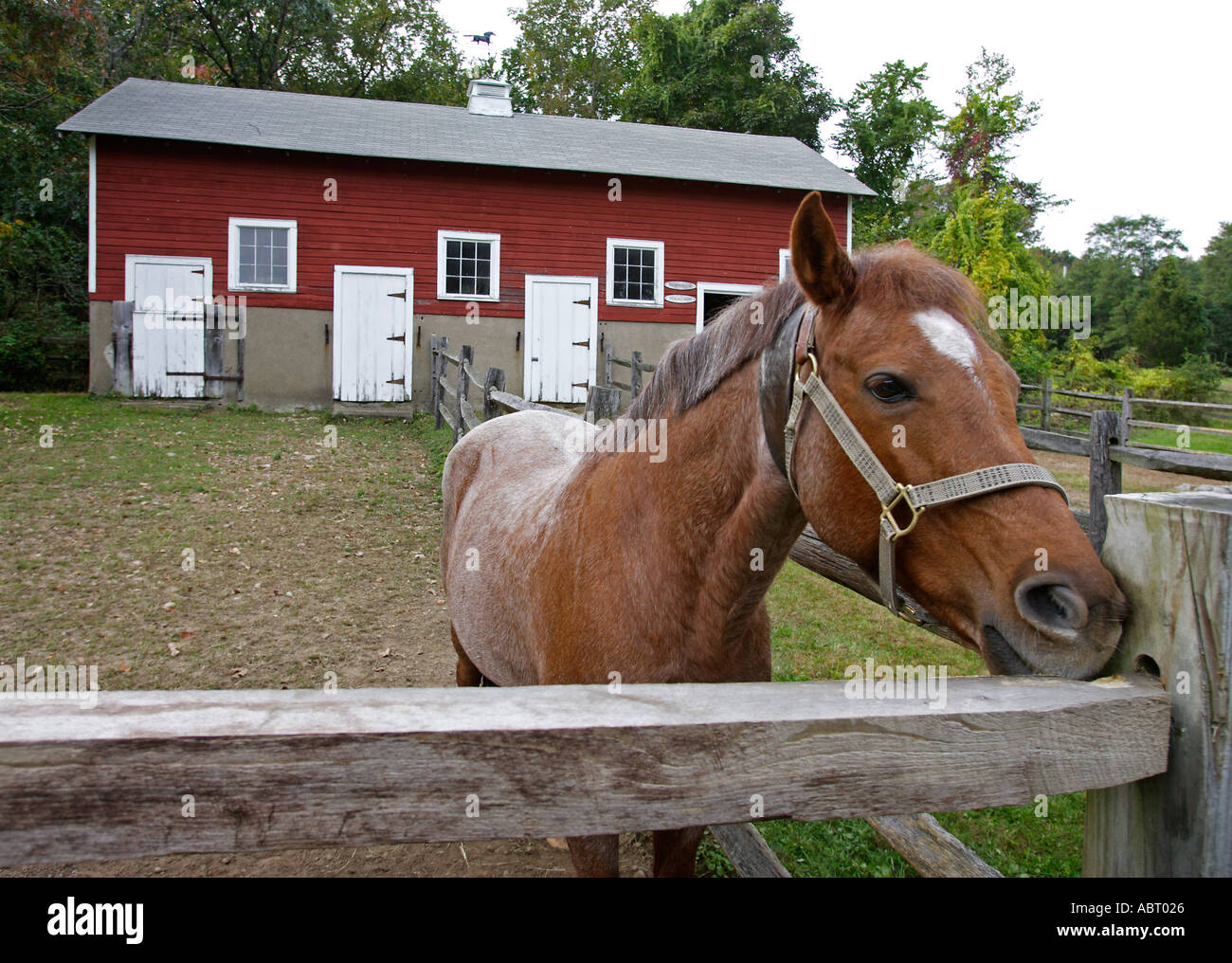 Horse in a corral Stock Photo - Alamy