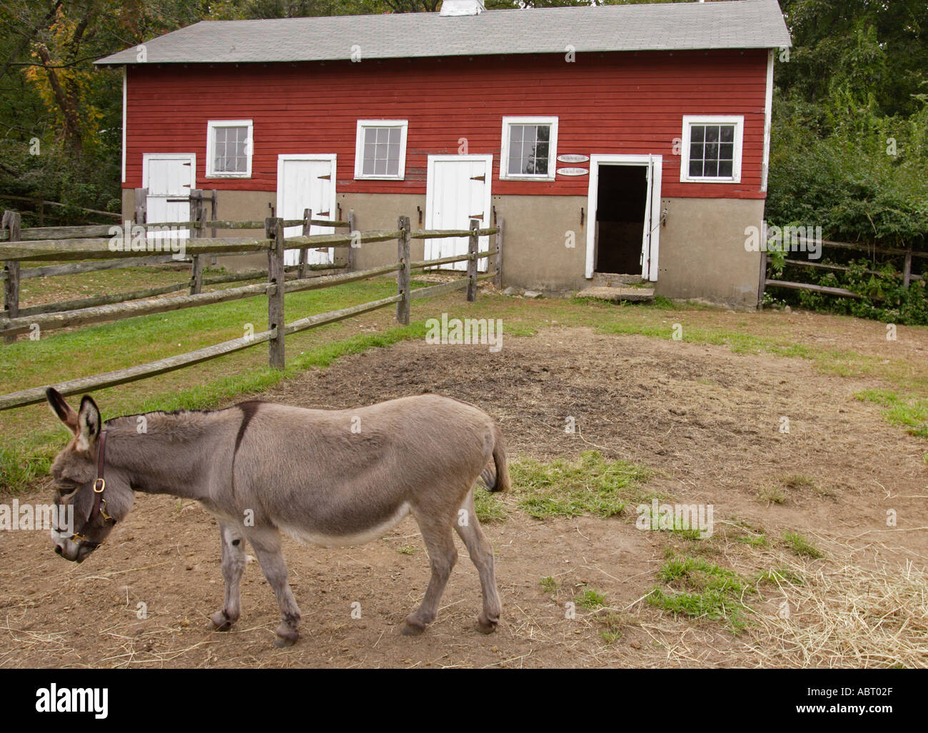 Small donkey on a farm Stock Photo - Alamy
