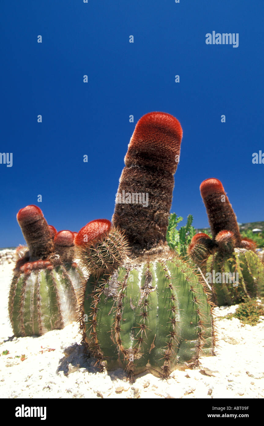 Turks Head Cactus red cap fez barrel shaped cactus native to Turks and ...