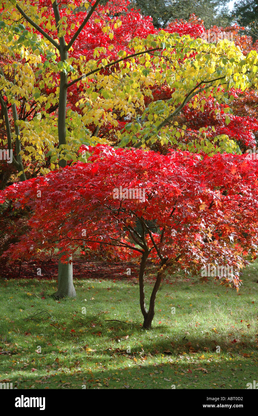 Japanese and korean Maple trees Stock Photo - Alamy
