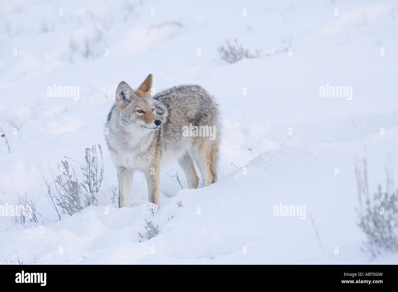 Coyote in winter Stock Photo - Alamy