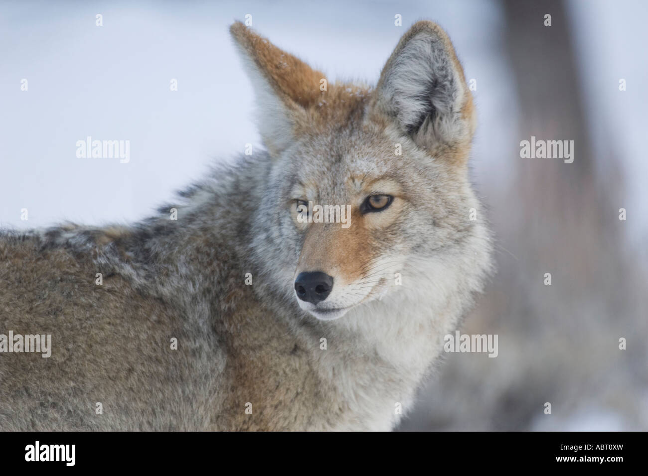 Coyote in Yellowstone National Park Stock Photo - Alamy