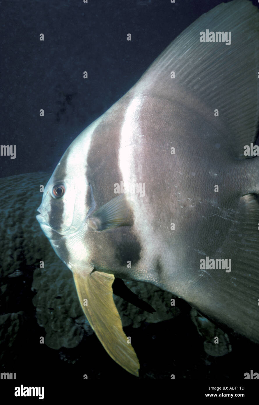 Bat fish seychelles hi-res stock photography and images - Alamy