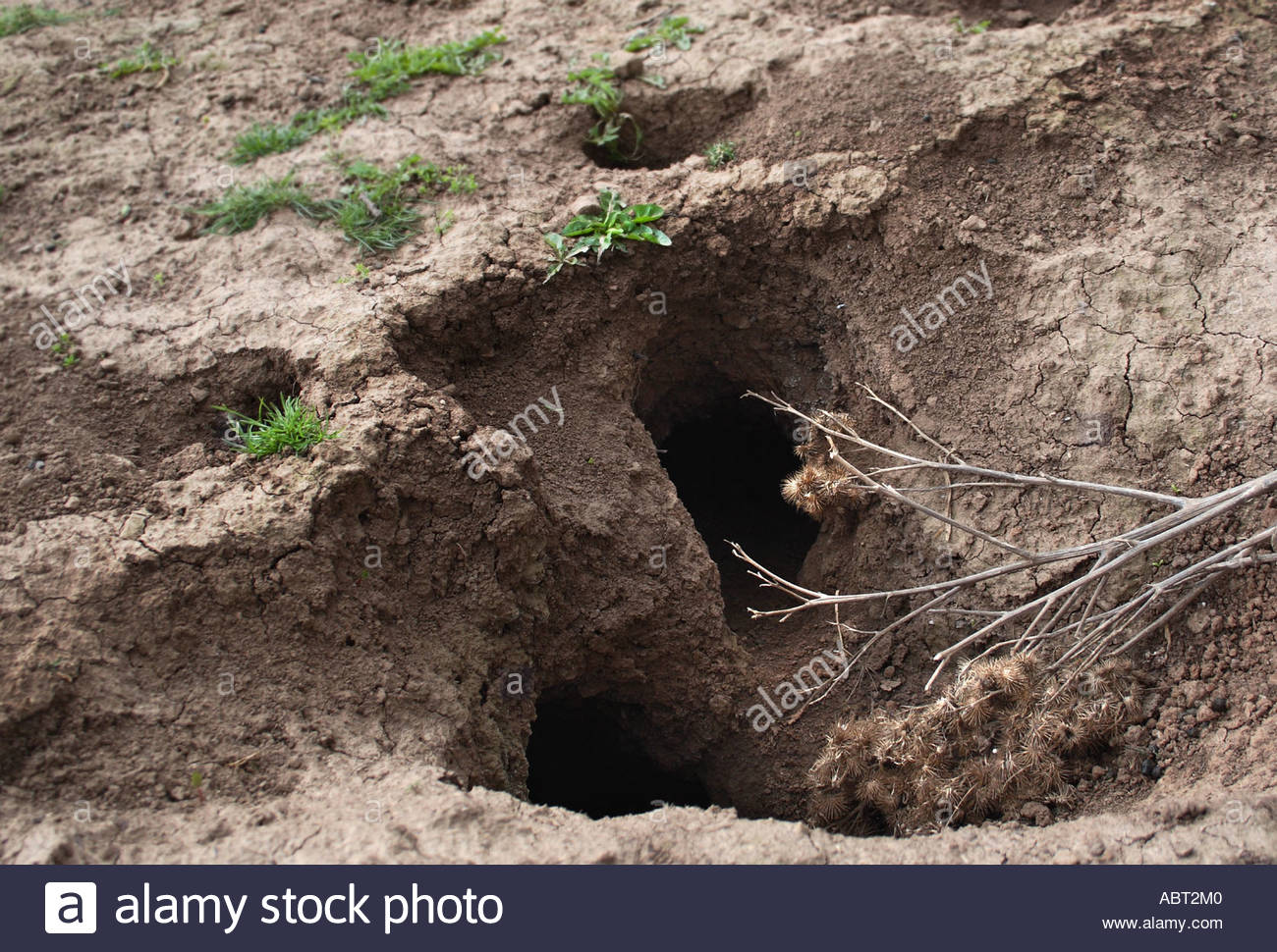 Rabbit Damage Stock Photos & Rabbit Damage Stock Images - Alamy