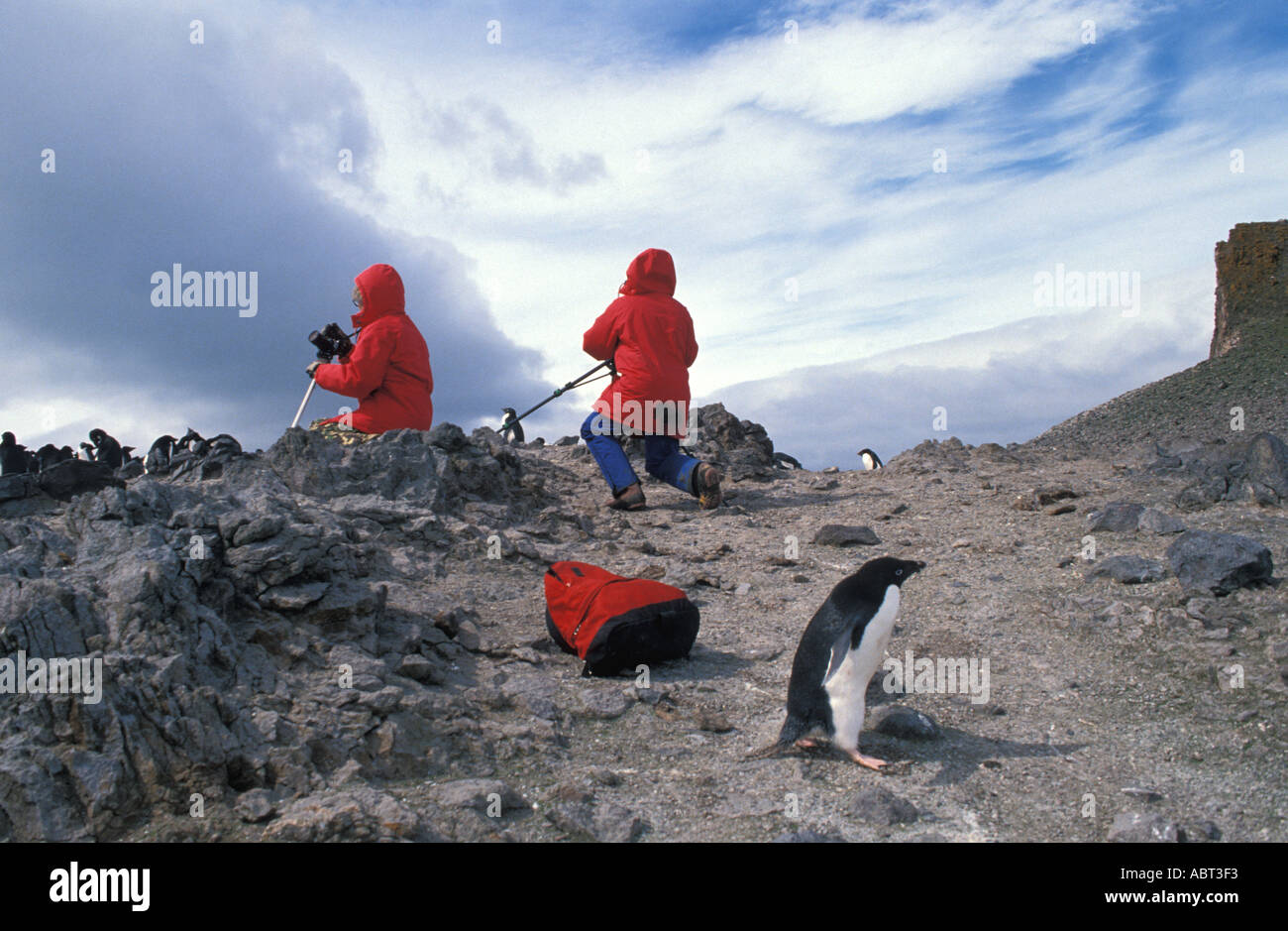 Photographing penguins hi-res stock photography and images - Alamy