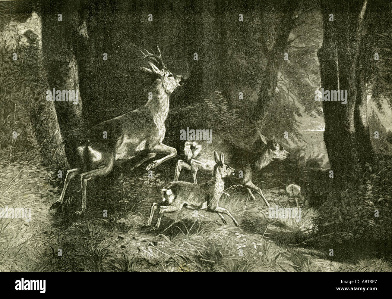 Deer, Deer Foal, Austria, 1891 Stock Photo - Alamy