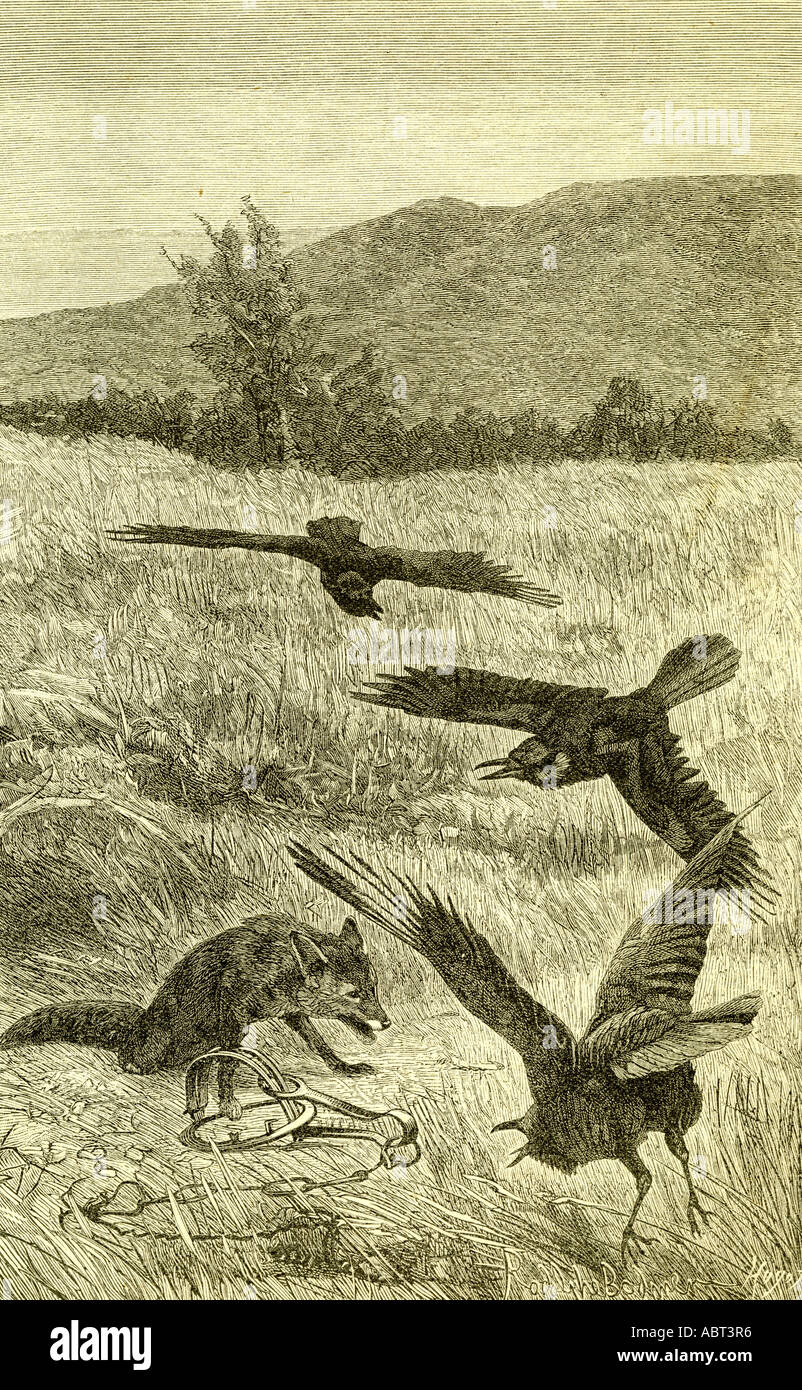 Cazando naturaleza hi-res stock photography and images - Alamy