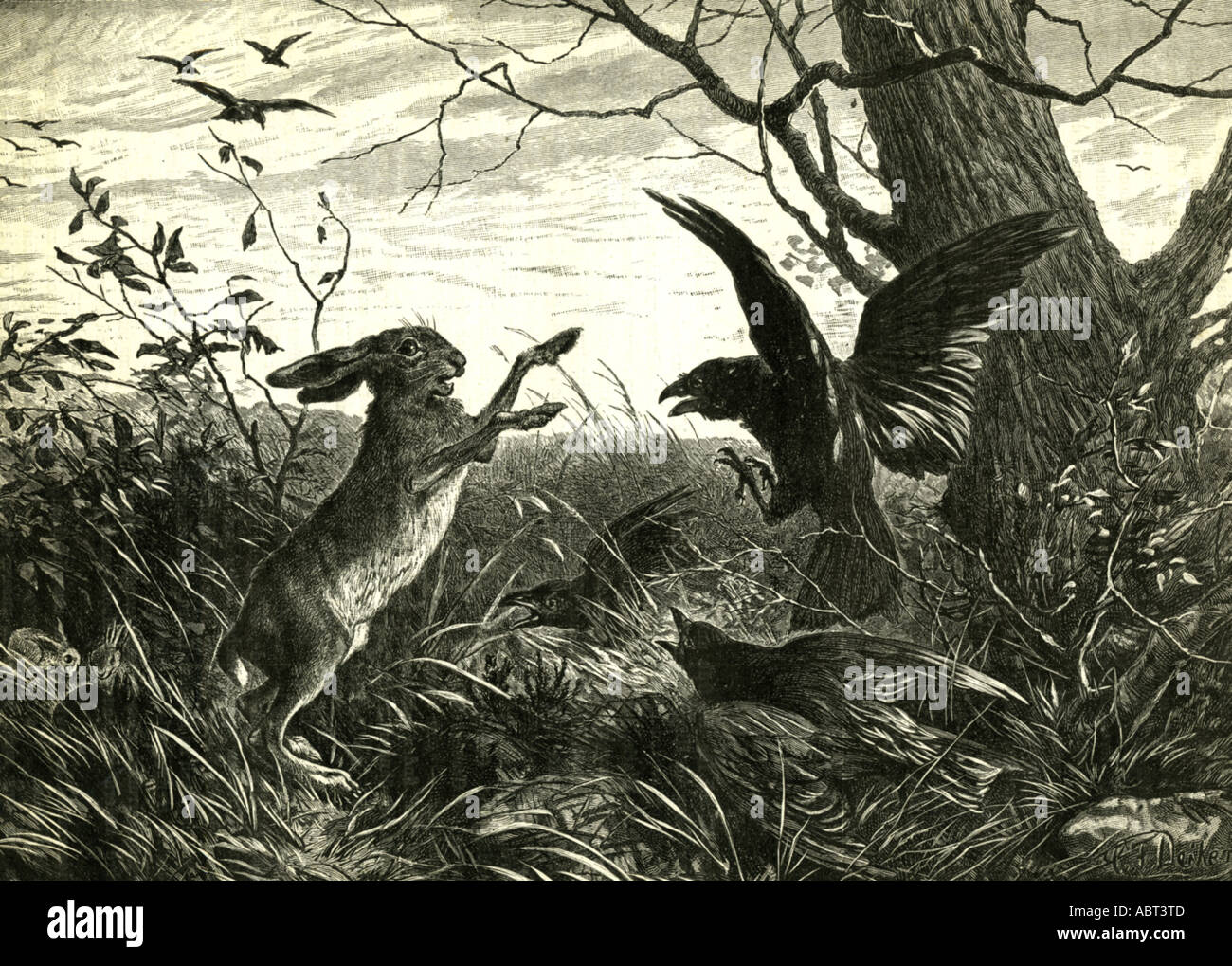 Austria 1891 Wildlife Stock Photo - Alamy