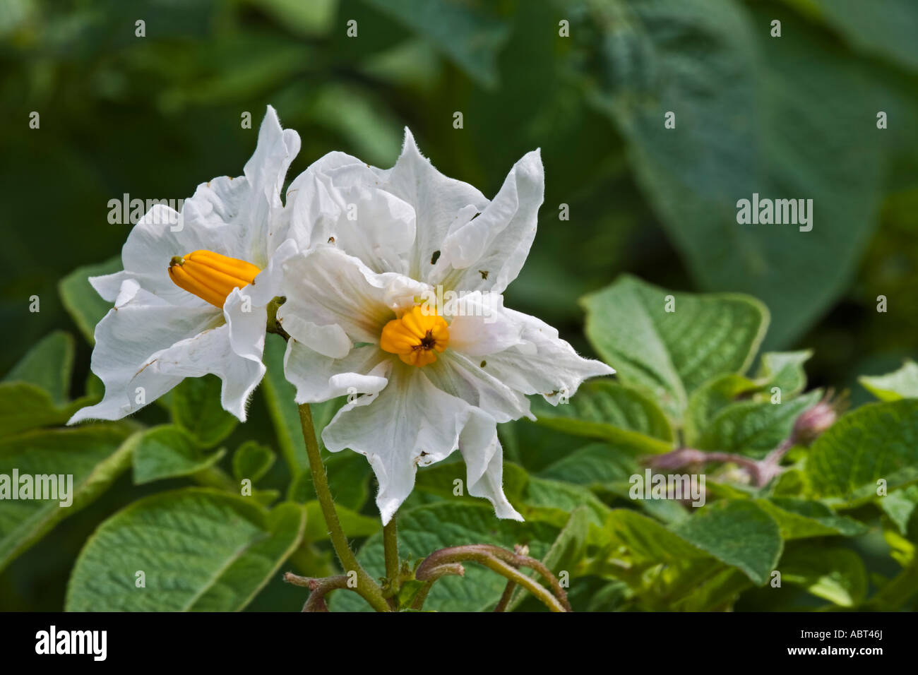 Potato swift variety hi-res stock photography and images - Alamy