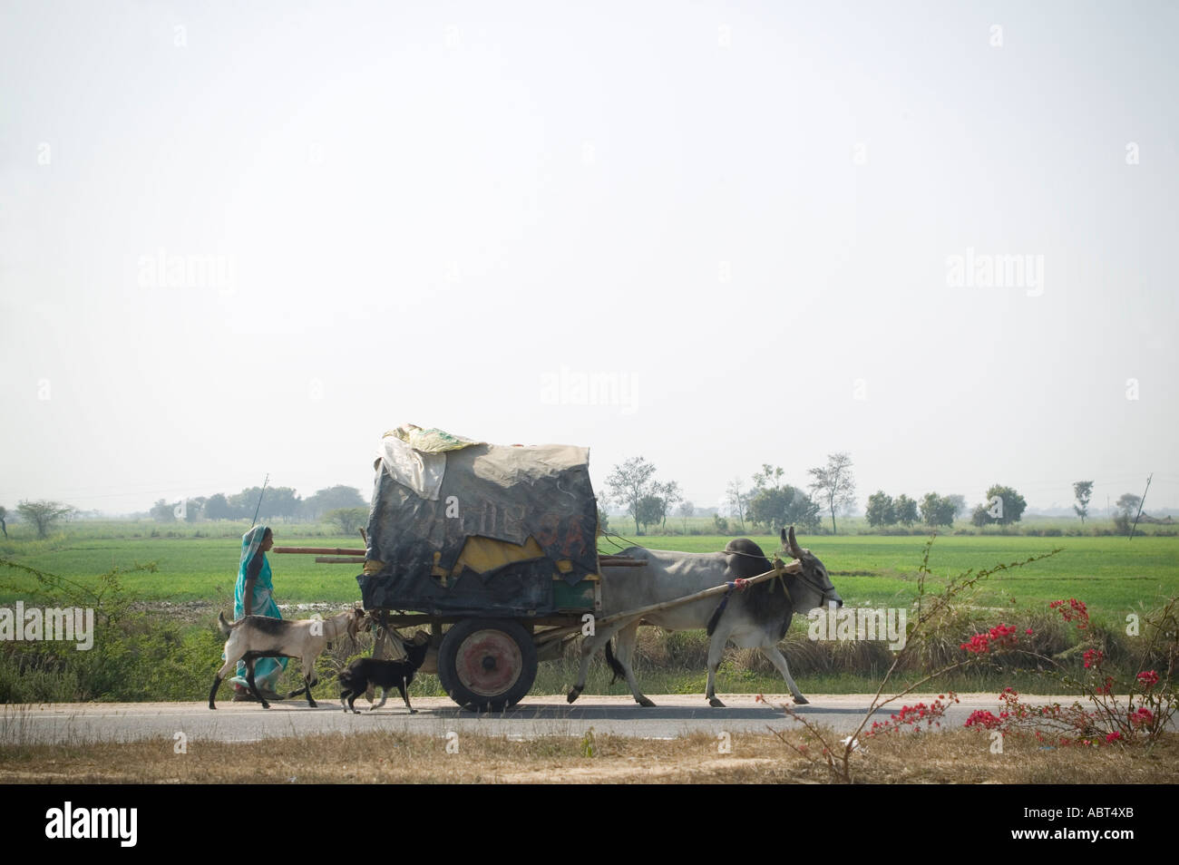 Ox cart on street india hi-res stock photography and images - Alamy