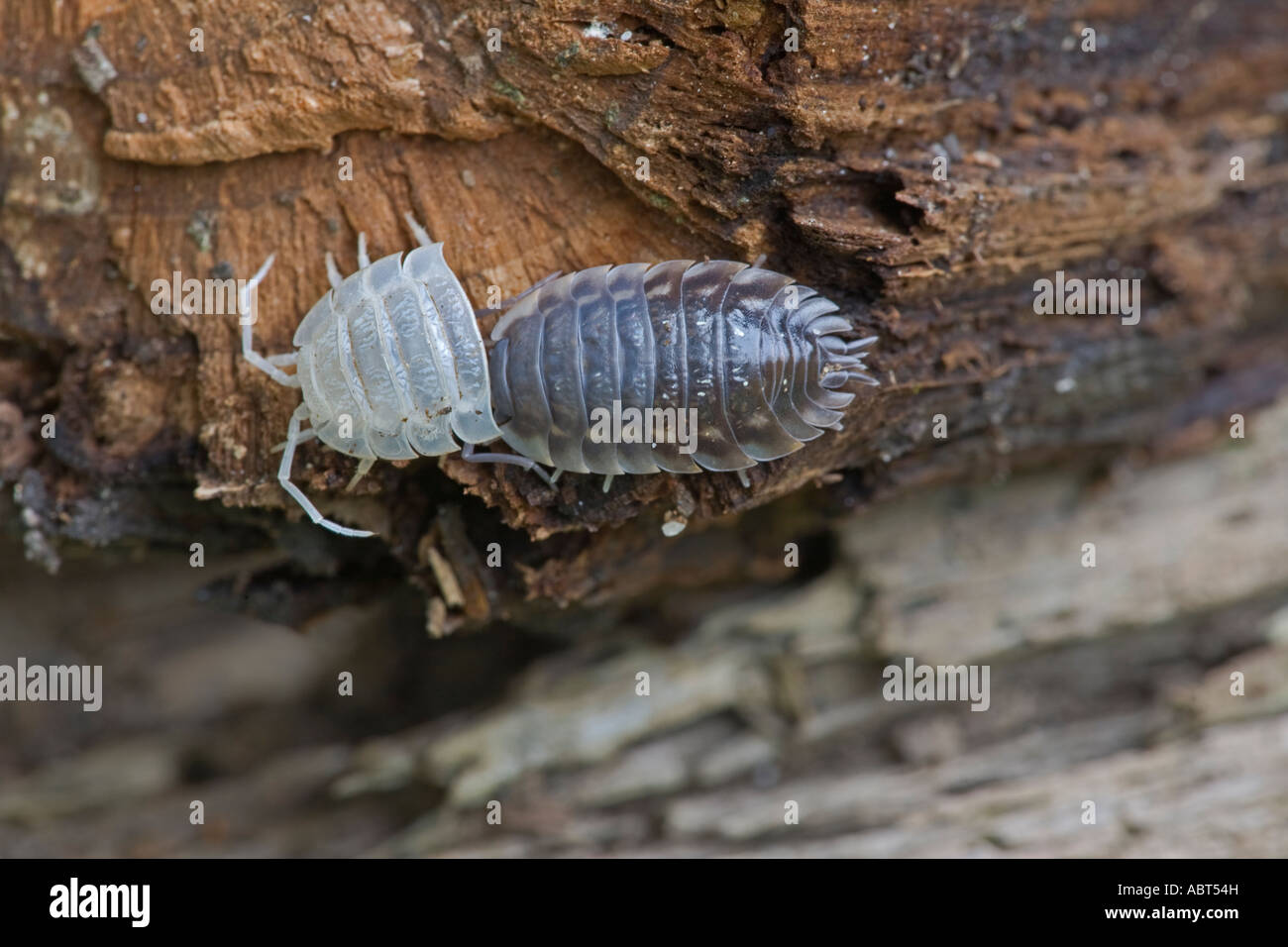 Woodlouse shedding the front half of its exoskeleton in a two stage ...