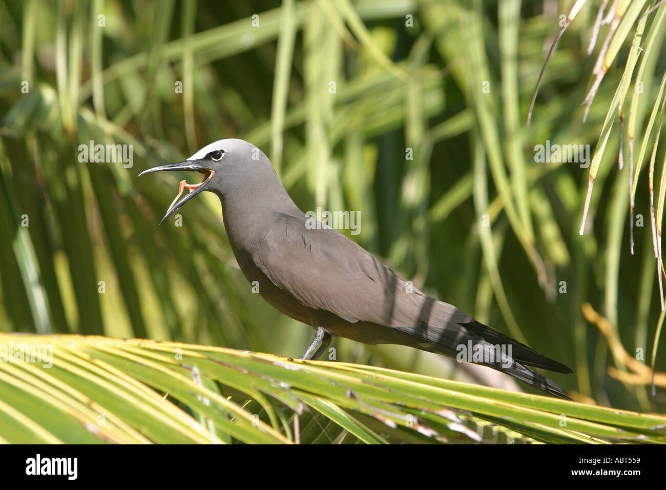 Brown Noddy Anous stolidus Showing tongue Bird Island Seychelles ...