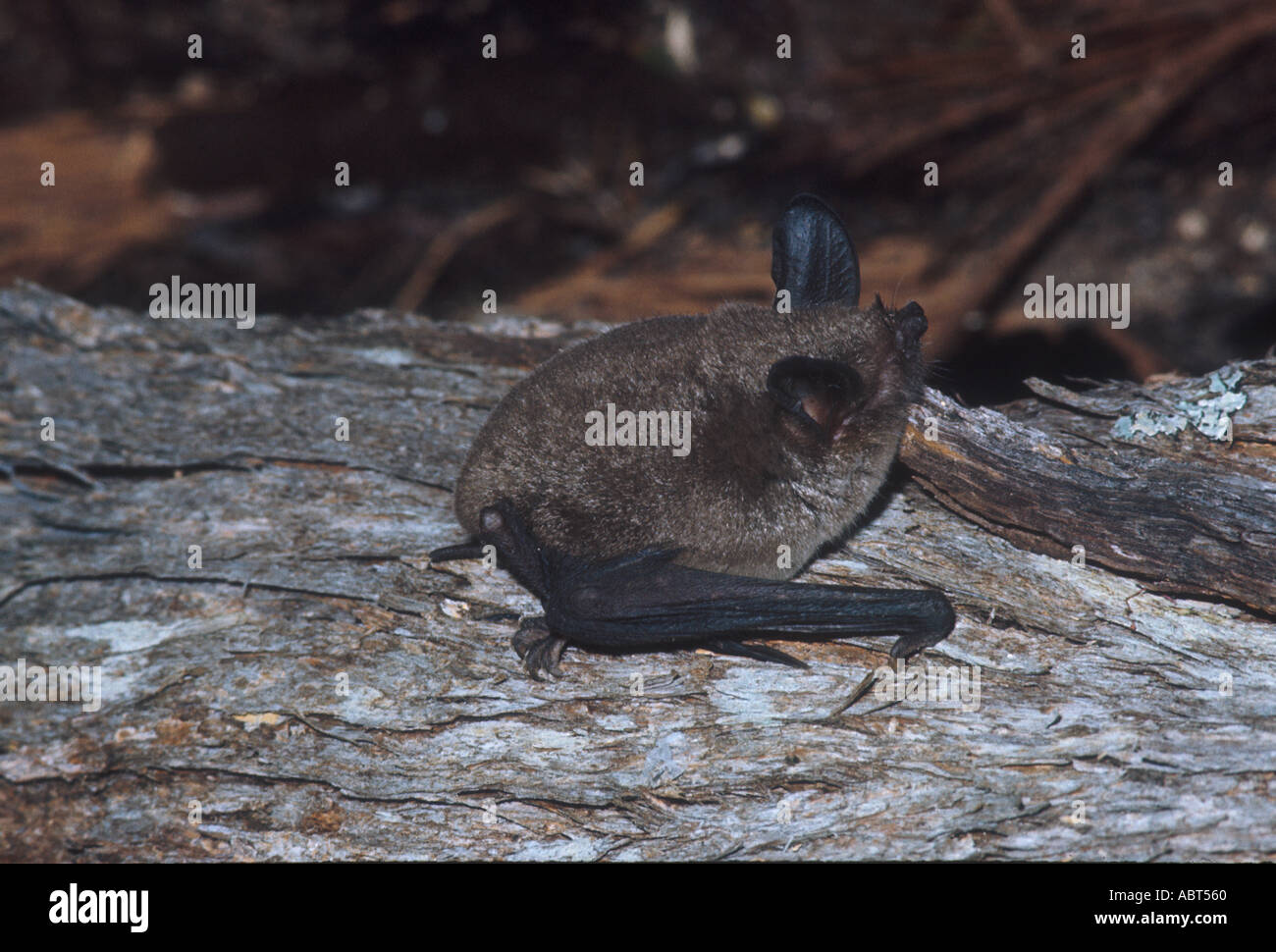 Short tailed bat new zealand hi-res stock photography and images - Alamy