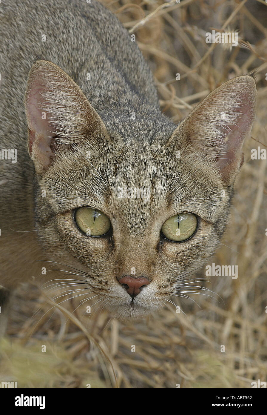 African wild cat felis lybica hi-res stock photography and images - Alamy