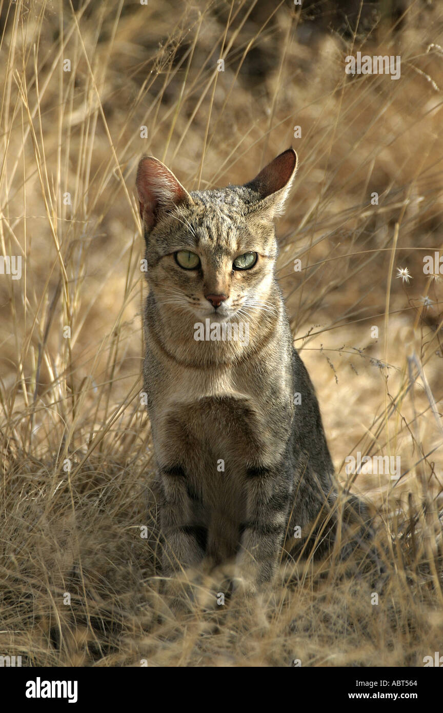 African Wild Cat Felis lybica Sitting in grasses Buffalo Springs Kenya ...