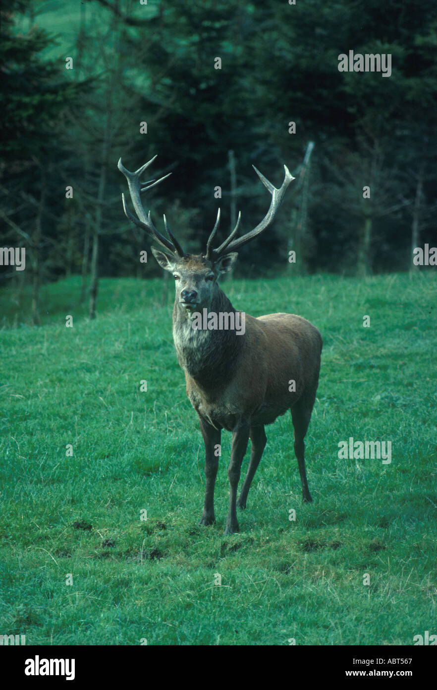 Red Deer Cervus elephus Head on view of stag Stock Photo - Alamy