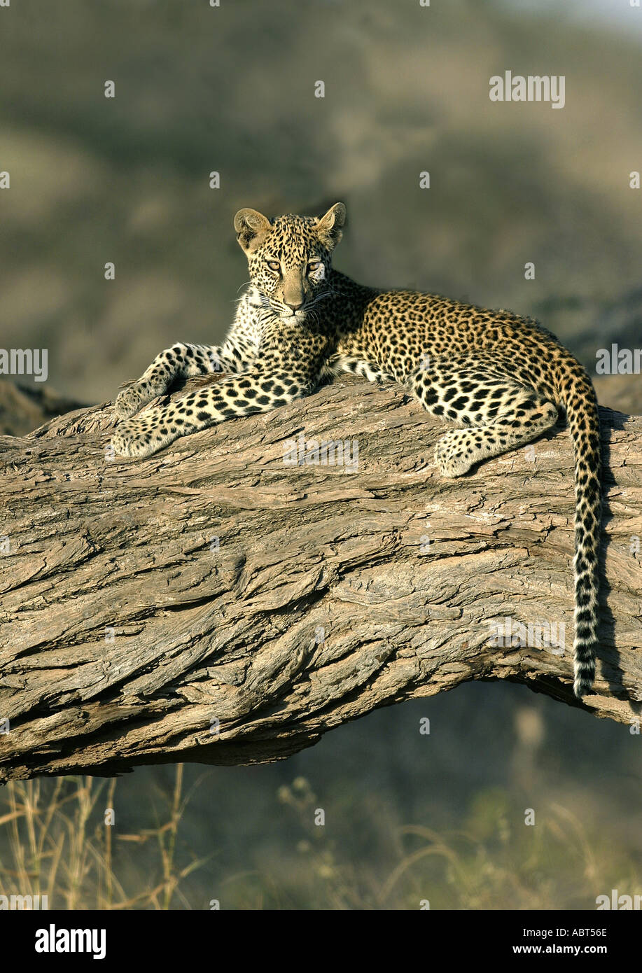 Leopard on log hi-res stock photography and images - Alamy