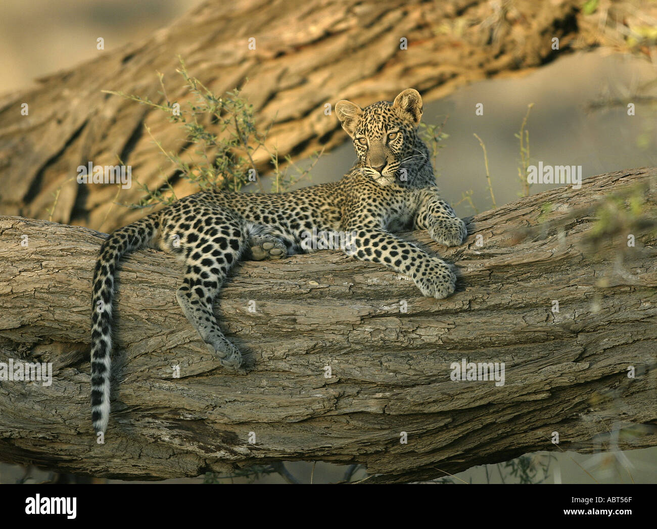 Female leopard lying on log hi-res stock photography and images - Alamy