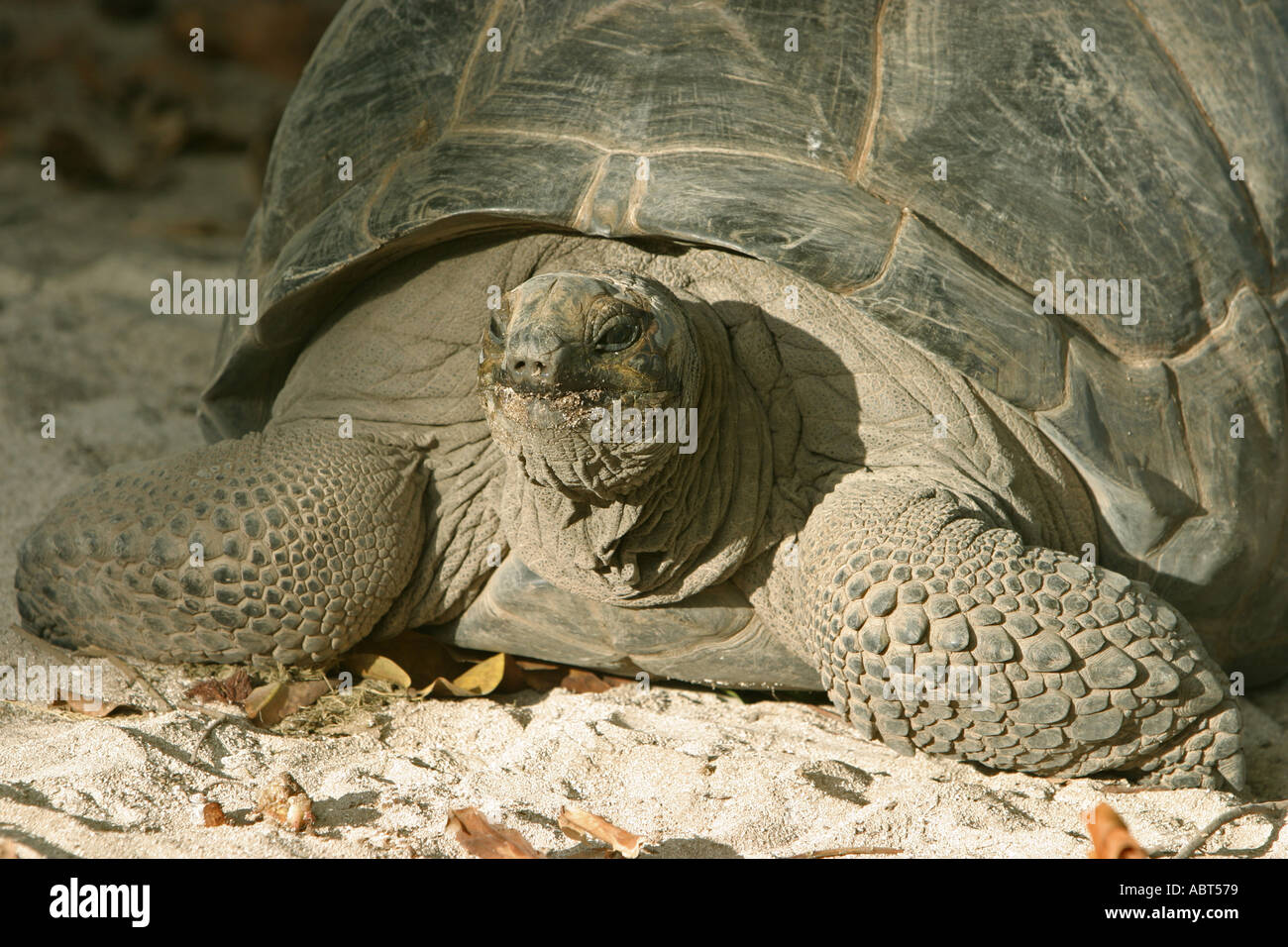 Retracted hi-res stock photography and images - Alamy