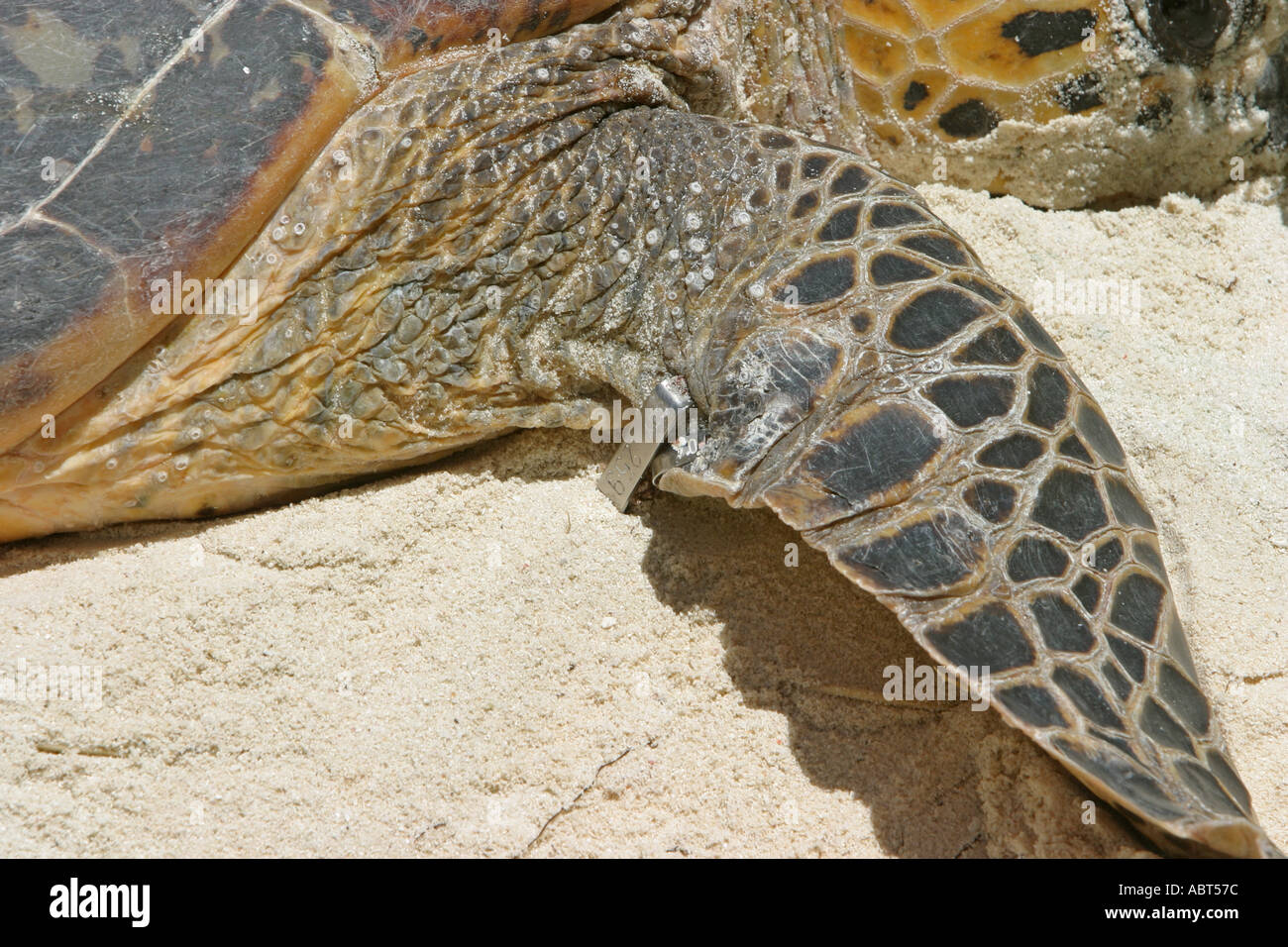 Hawksbill Turtle Eretmochelys imbricata Flipper showing tag Bird Island ...