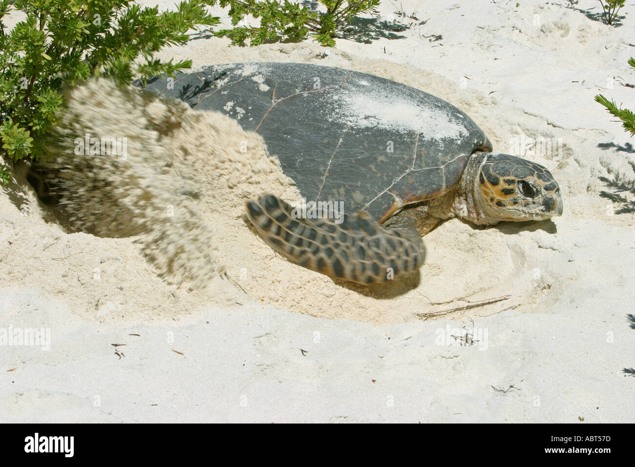 Hawksbill Turtle Eretmochelys imbricata Sweeping sand over nest Bird ...