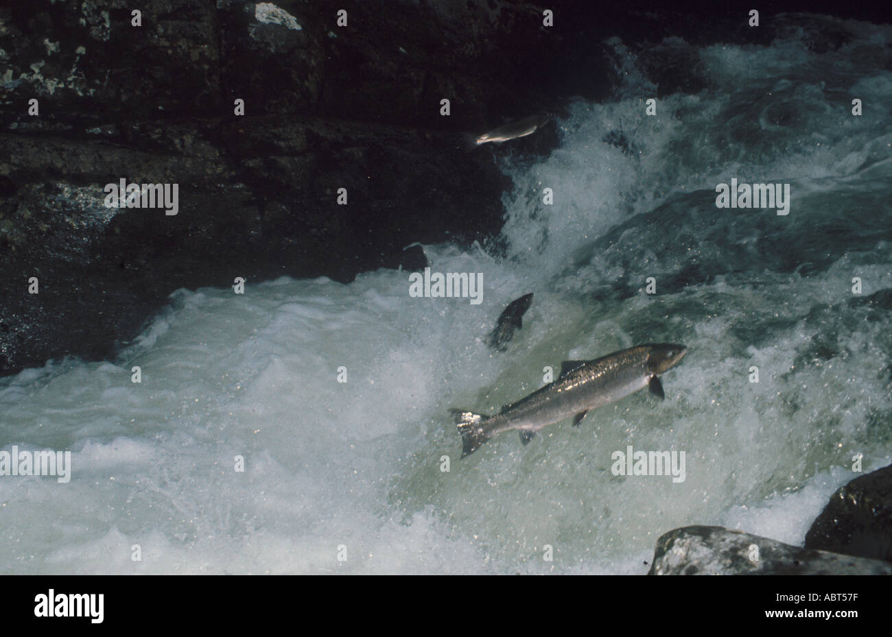 Atlantic salmon wales hi-res stock photography and images - Alamy