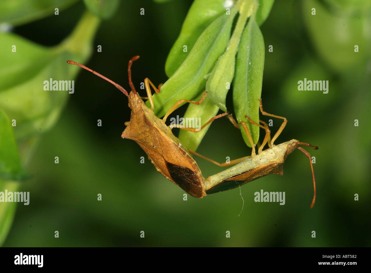 Box Bug gonocerus acuteangulatus Pair mating Stock Photo - Alamy
