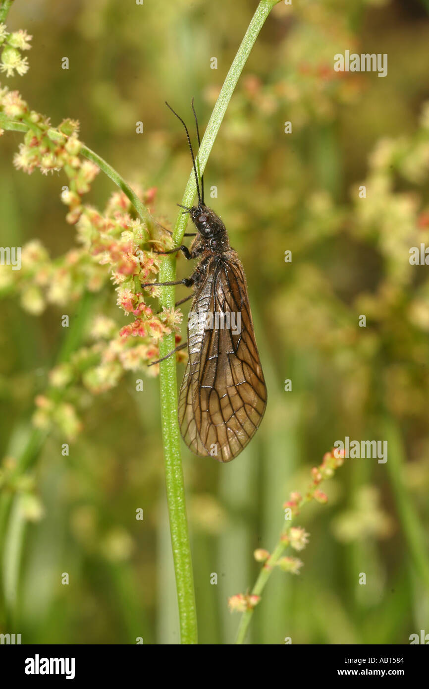 Alder Fly Sialis lutaria On grass Stock Photo - Alamy