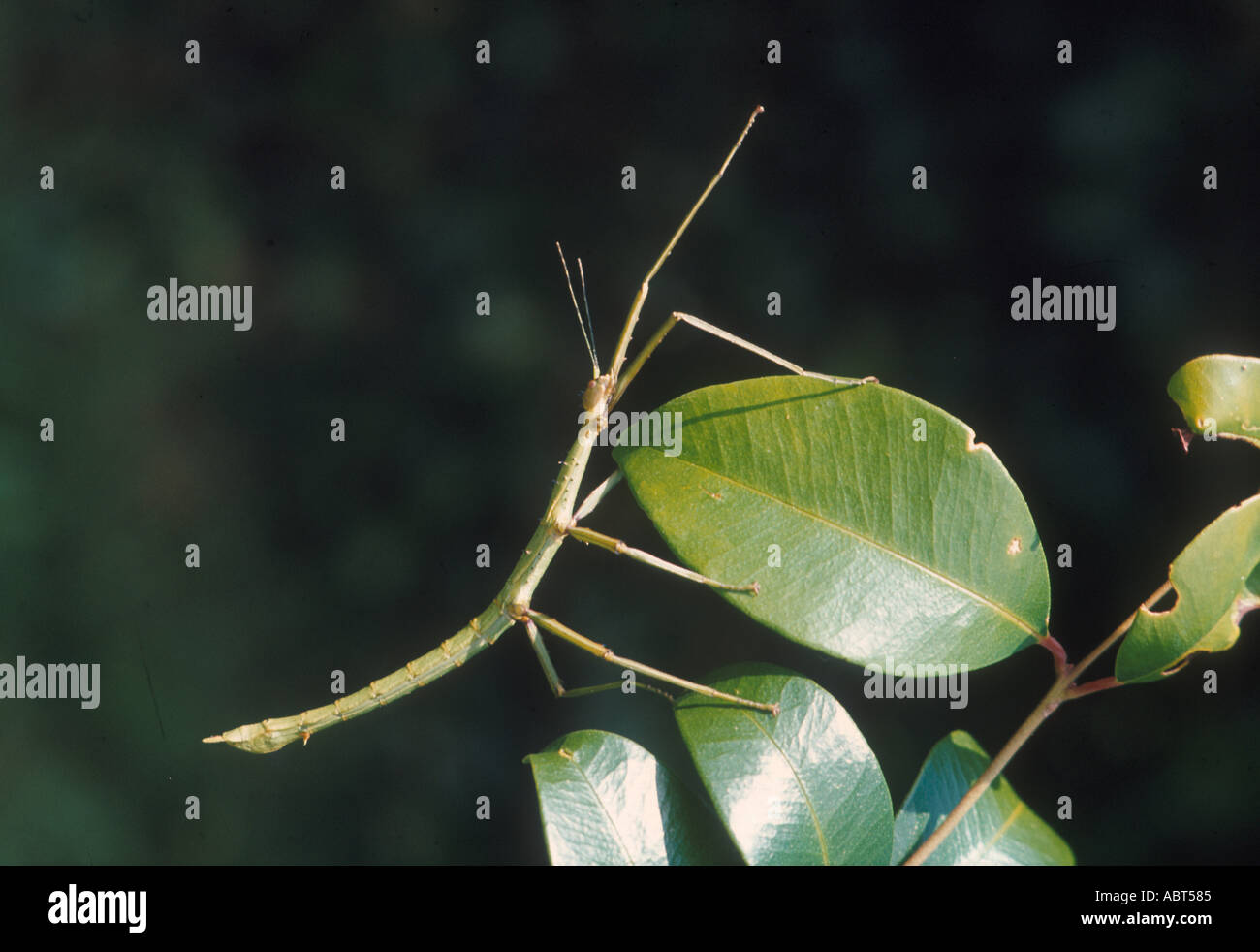 New zealand insect hi-res stock photography and images - Alamy