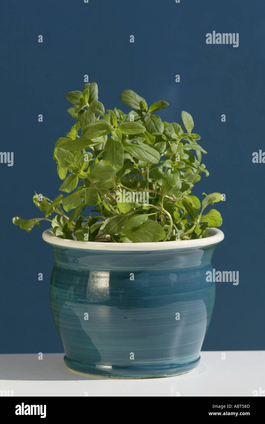 Plants origanum hi-res stock photography and images - Alamy