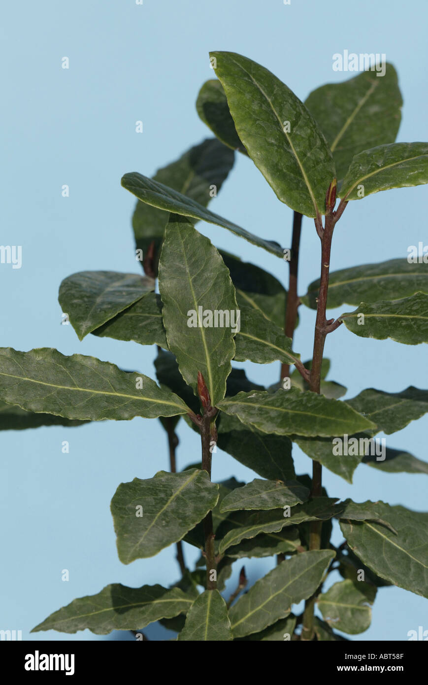 Laurus plant hi-res stock photography and images - Alamy
