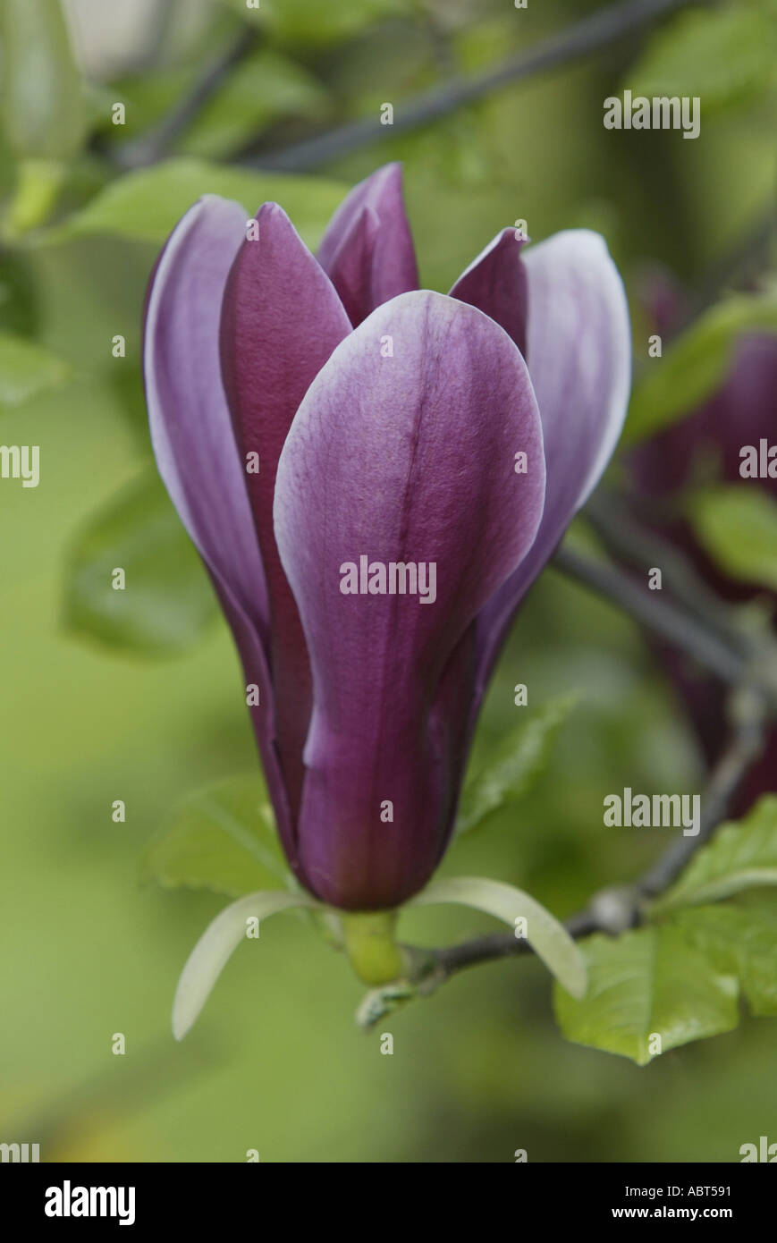 Magnolia Magnolia sp In flower Stock Photo - Alamy