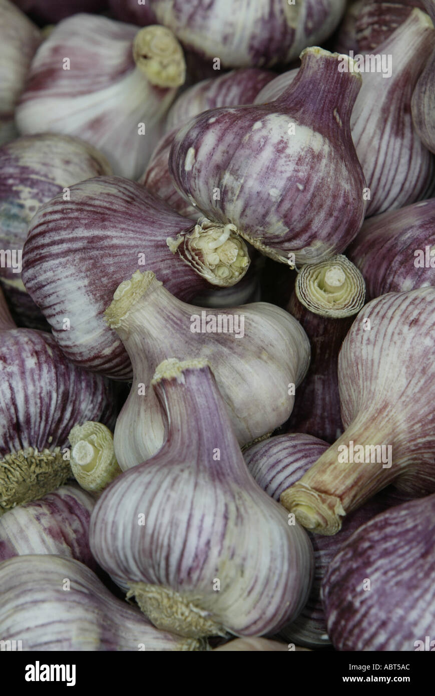 Garlic plants allium sativum hi-res stock photography and images - Alamy