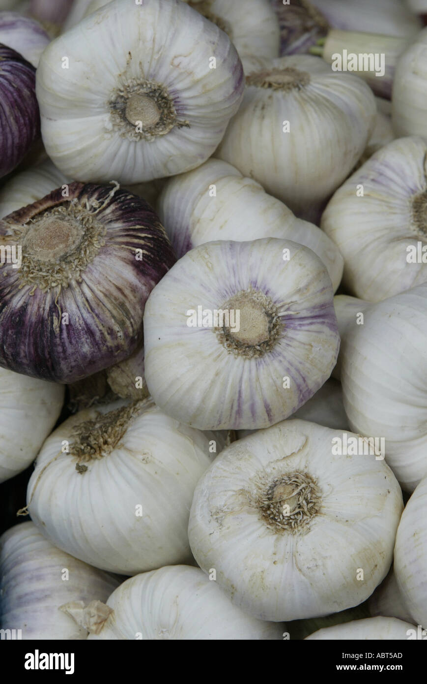 Garlic Allium sativum Bulbs Stock Photo - Alamy