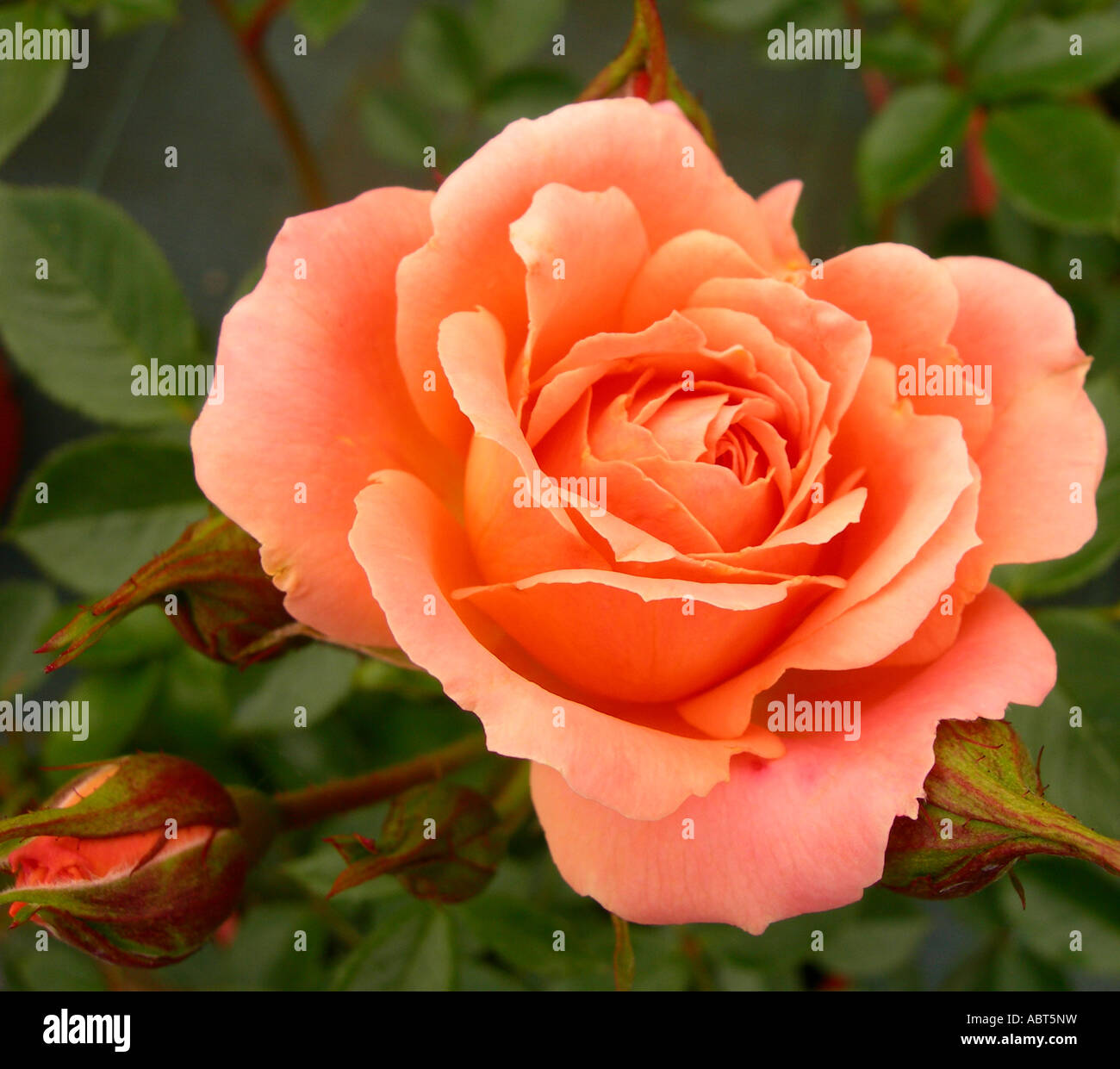 Rose macros hi-res stock photography and images - Alamy
