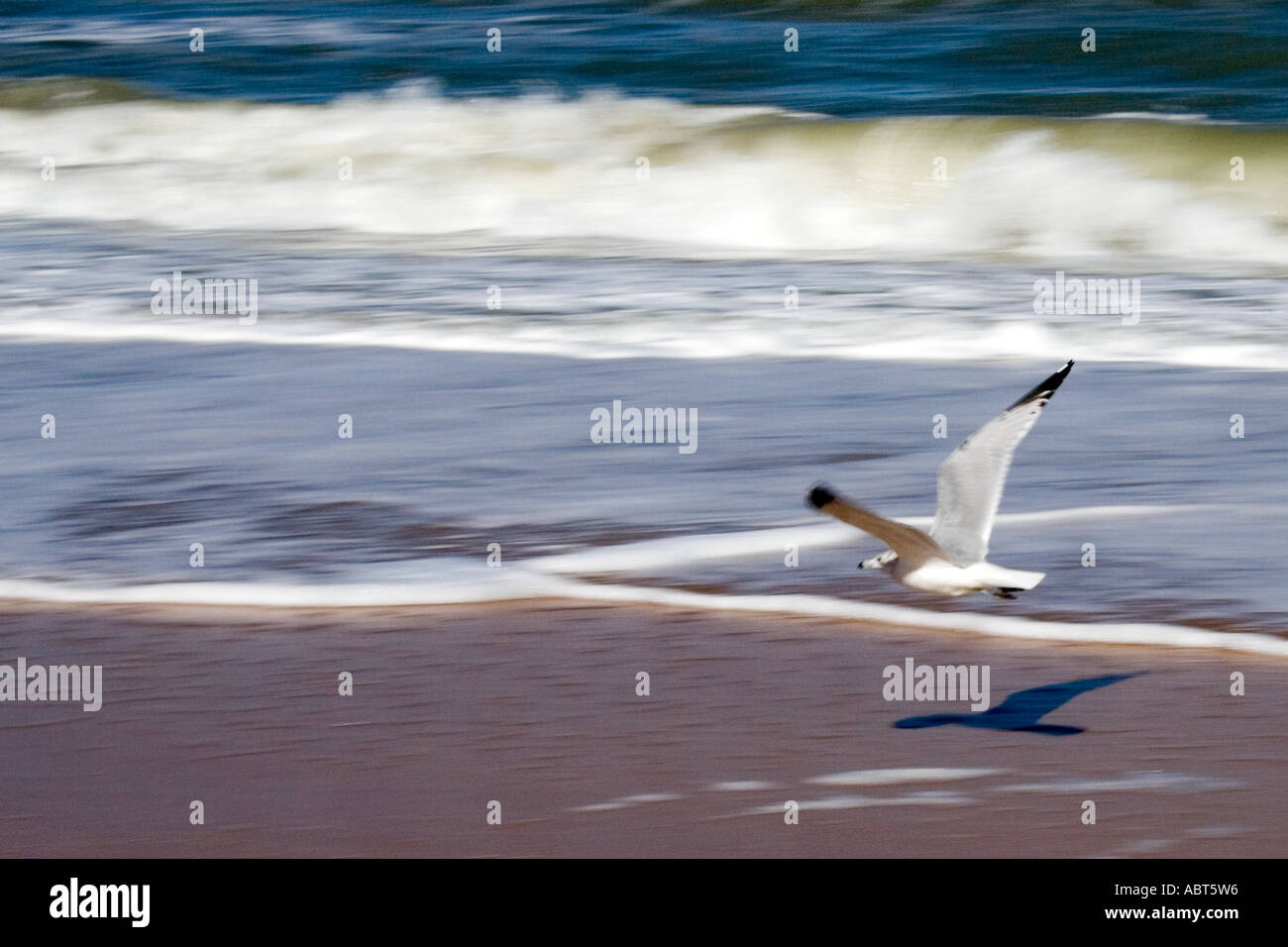 Bird flying along shore Stock Photo - Alamy