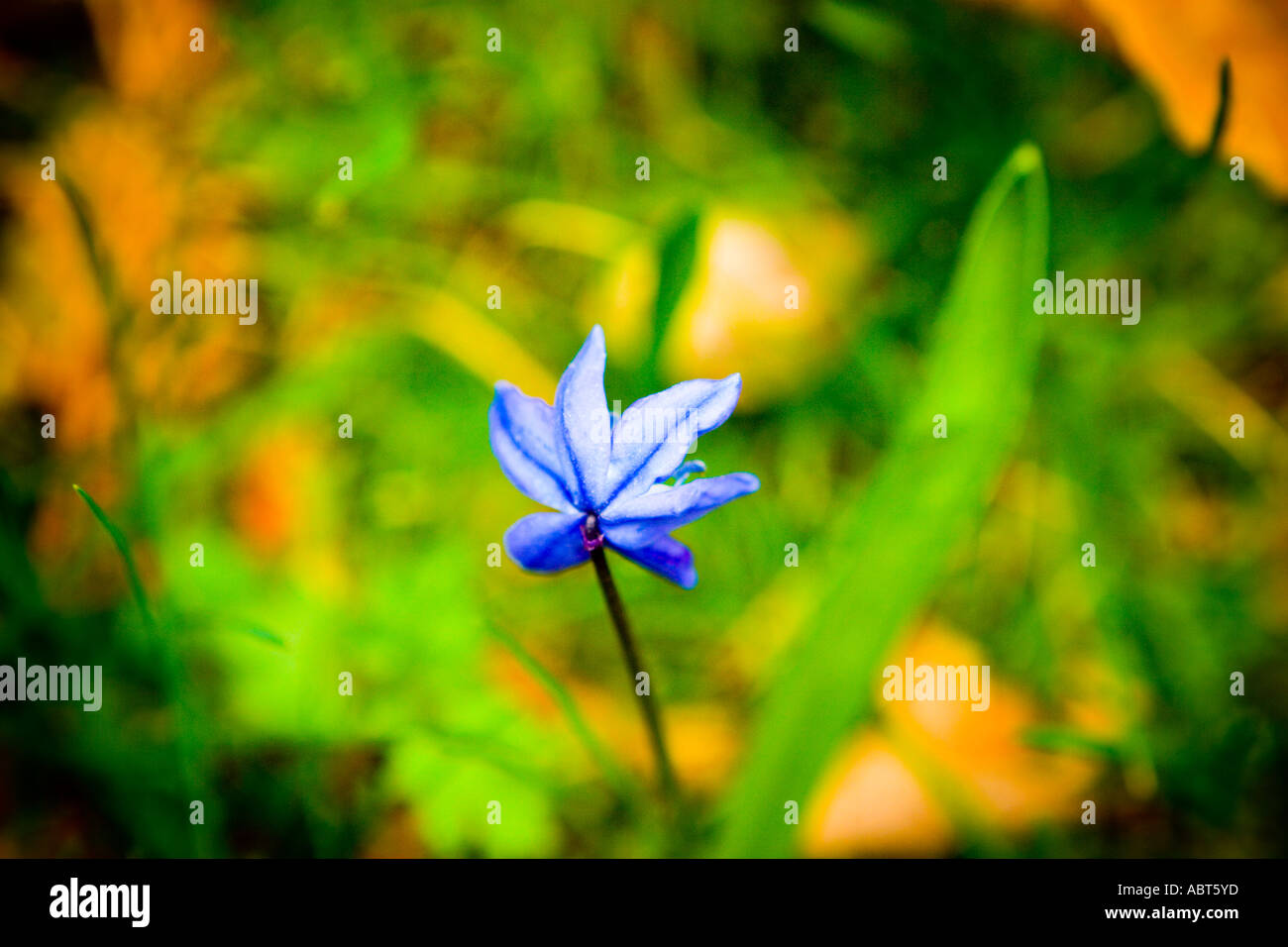 Tiny blue flower amongst grass and leaves Stock Photo - Alamy