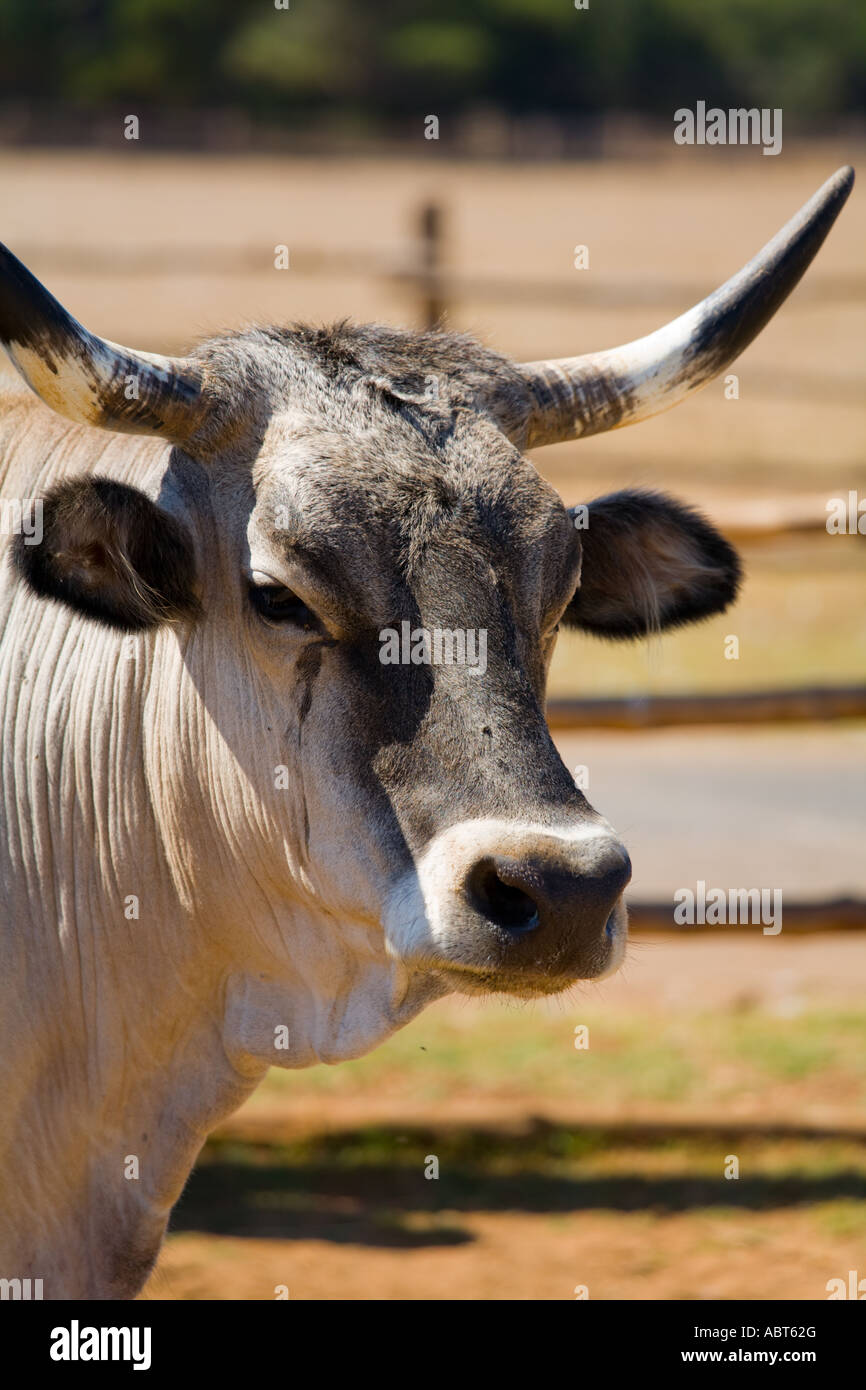 Brijuni safari park hi-res stock photography and images - Alamy