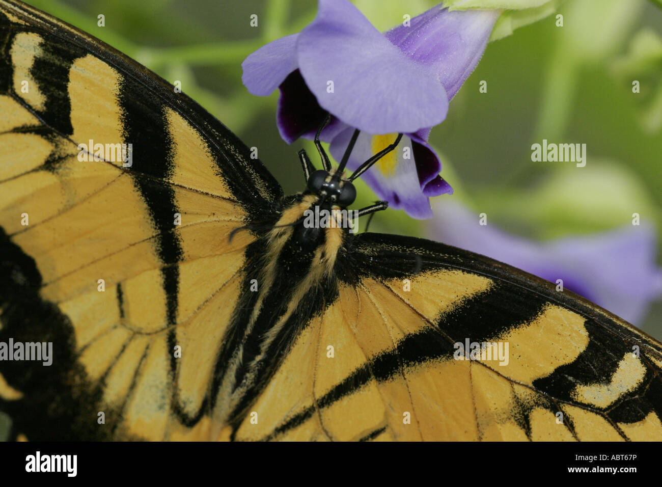 Eastern Tiger Swallowtail portrait Stock Photo - Alamy