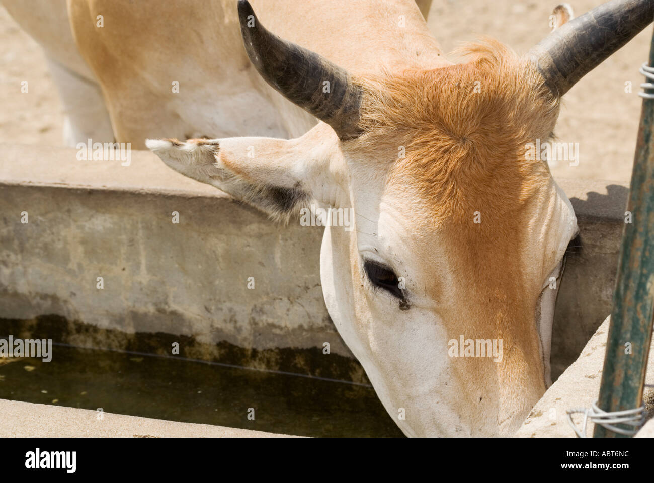 Close Up Of A Bull Drinking Water From Trough Taiwan Kenting National ...
