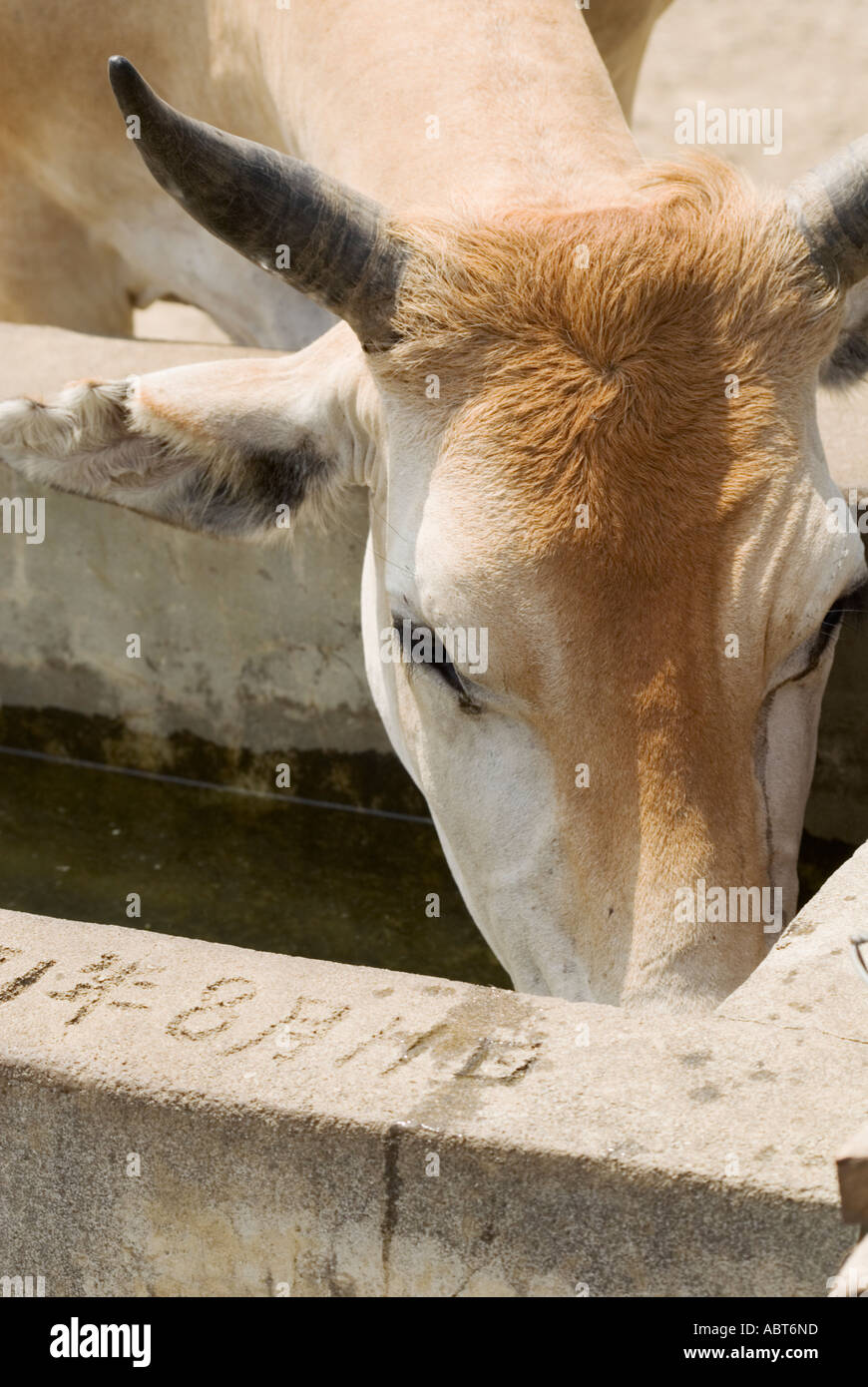 Cattle Drinking From Trough High Resolution Stock Photography and ...