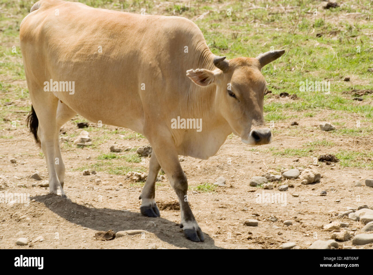 Bull Walking In Pasture Taiwan Kenting National Park China Stock Photo ...