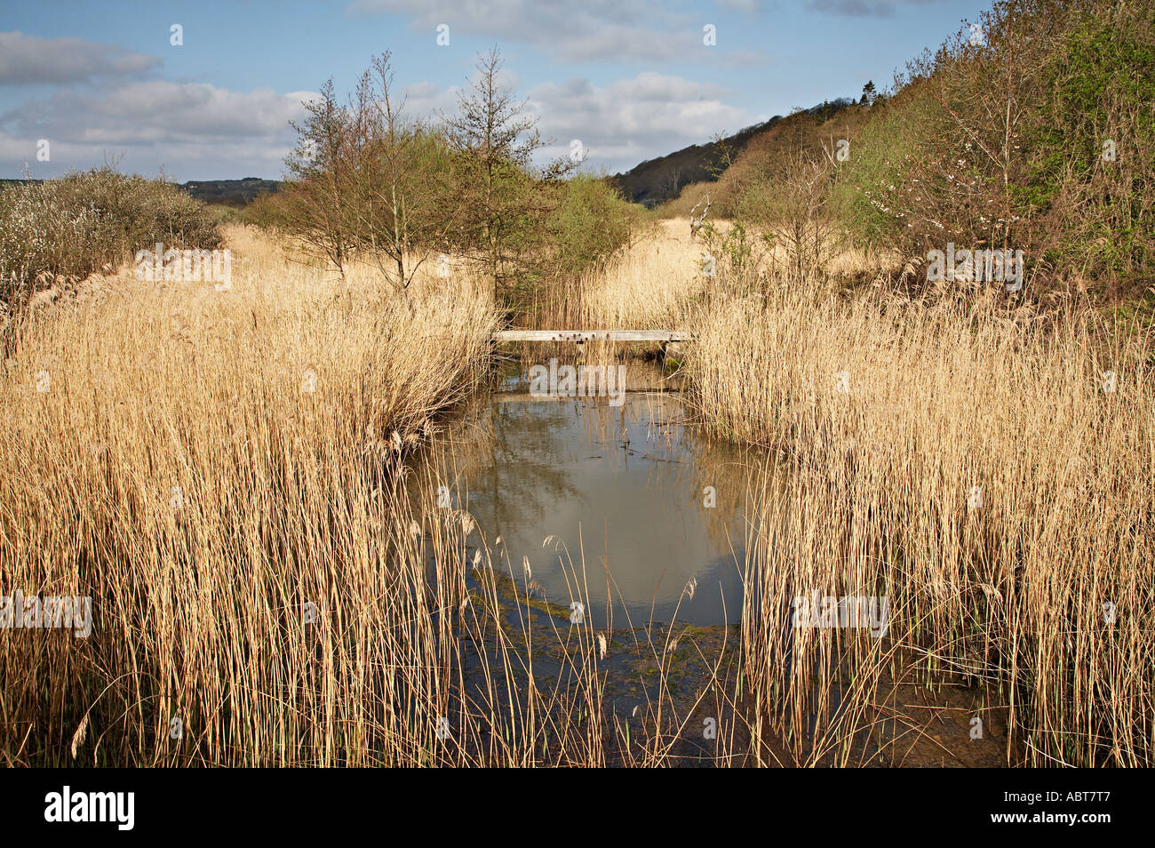 Marsh near Nicholaston Burrows Oxwich Bay Gower Peninsula South Wales ...